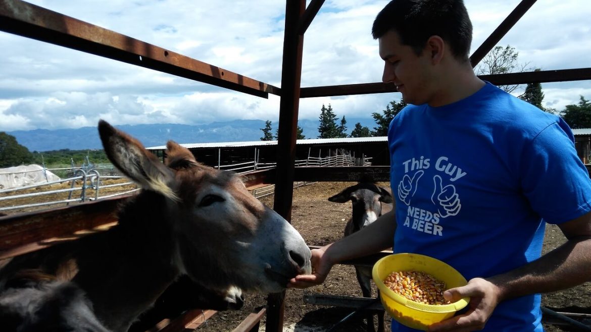 Donkey experience in Croatia at Dar-mar farm - Travel With A Spin